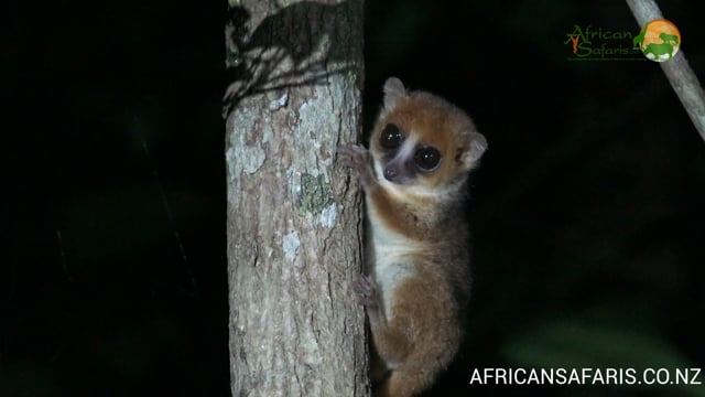 Madagascar by night - Nocturnal Wildlife Walk | African Safaris Ltd