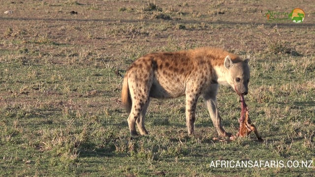 Black-backed Jackals and Spotted Hyenas | African Safaris Ltd