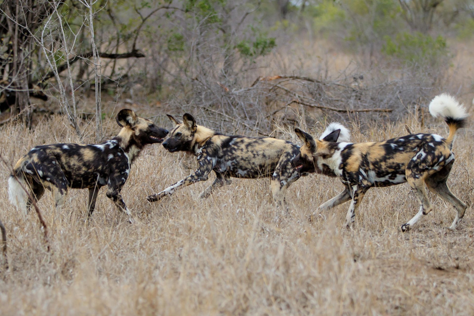 African Wildlife - African Wild Dog - African Safaris Ltd