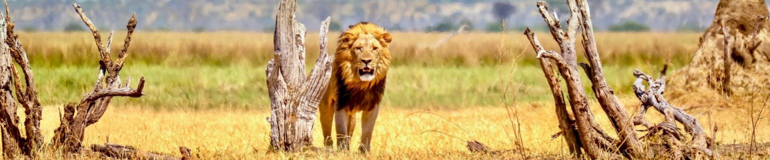 Allianz Travel Insurance - African Safaris Ltd