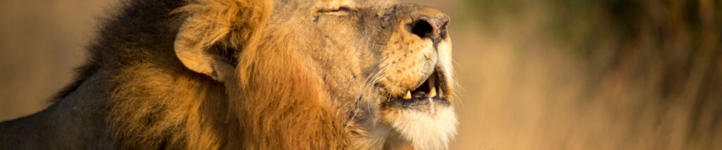 Why do male lions roar? - African Safaris Ltd