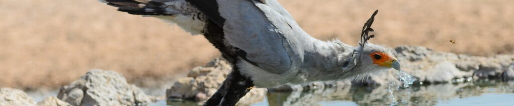 Secretary Bird - Africa's Snake Stomper - African Safaris Ltd