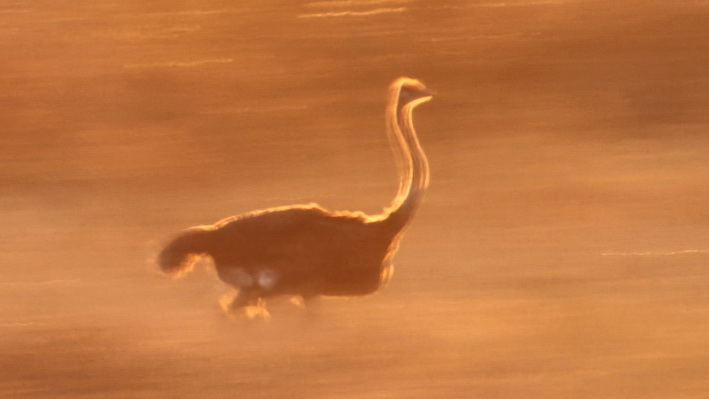 Ostrich Running Full Speed