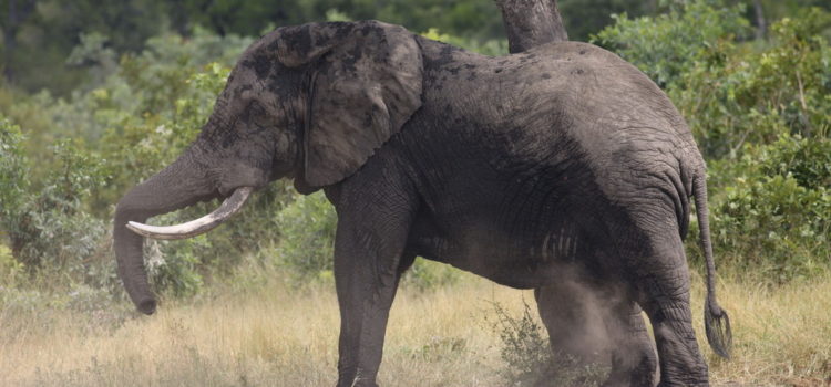 African Safari Travel Blog - African Safaris Ltd