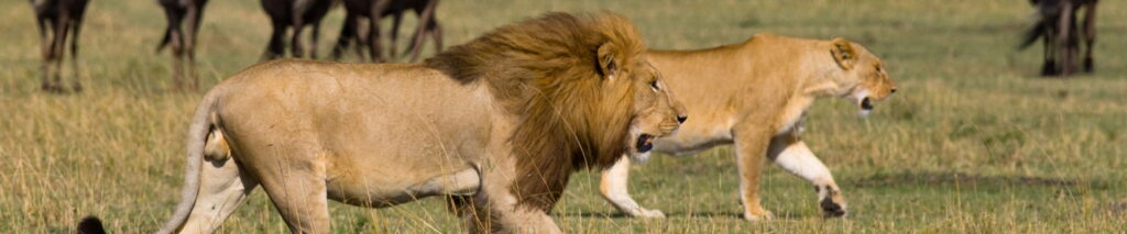 The Last Lions of Africa - African Safaris Ltd