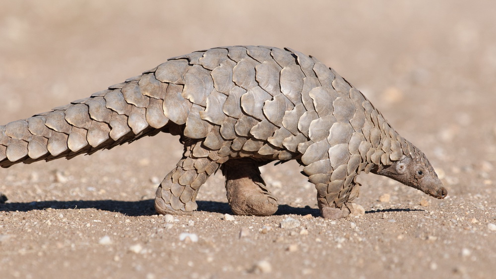 What is a Pangolin? - African Safaris Ltd