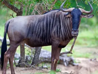 African Wildlife - Wildebeest - African Safaris Ltd