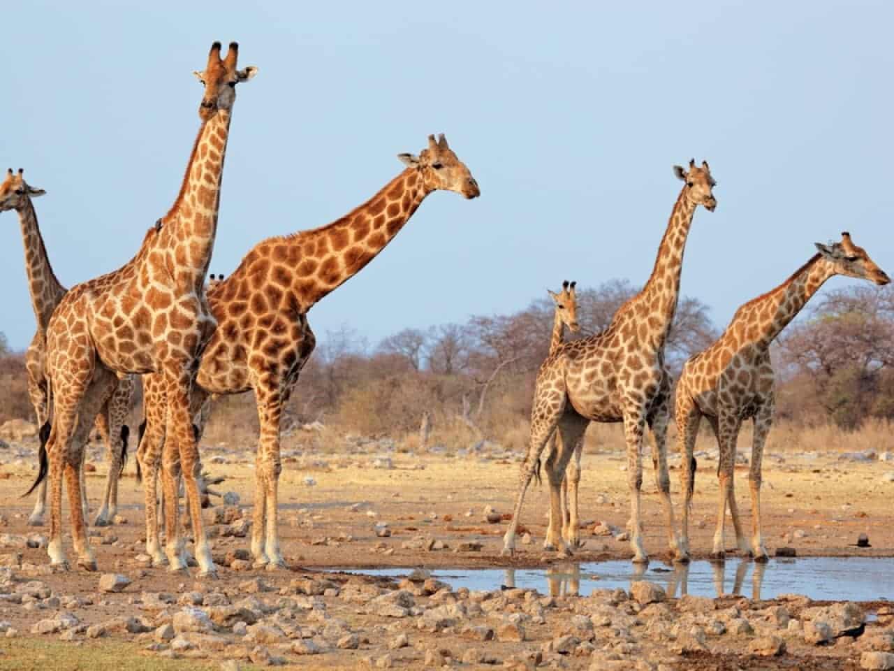 Namibia Safaris and Tours | African Safaris Ltd