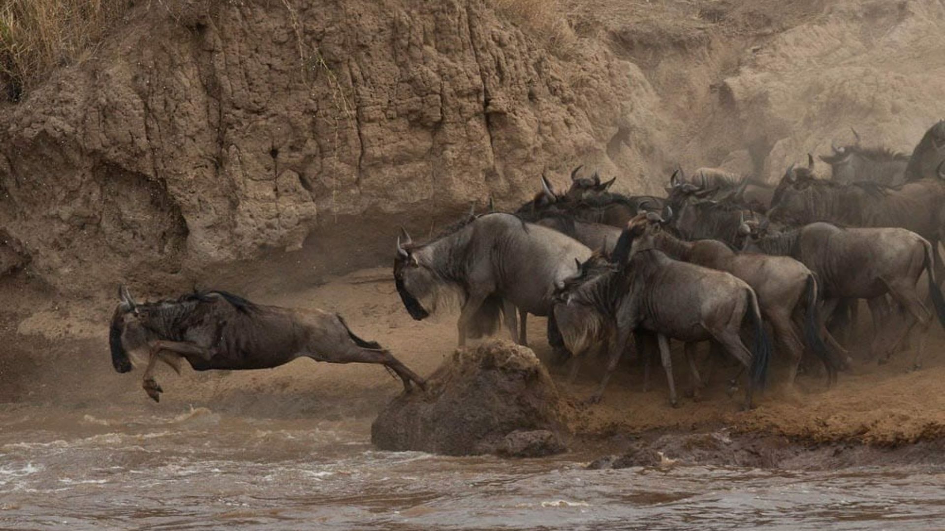 The Great Wildebeest and Zebra Migration - African Safaris Ltd