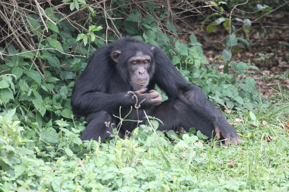 Ngamba Island Chimpanzee Sanctuary, Uganda - African Safaris Ltd