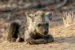 Baby Hyenas - Africa’s little but fierce cubs - African Safaris Ltd