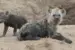Baby Hyenas - Africa’s little but fierce cubs - African Safaris Ltd