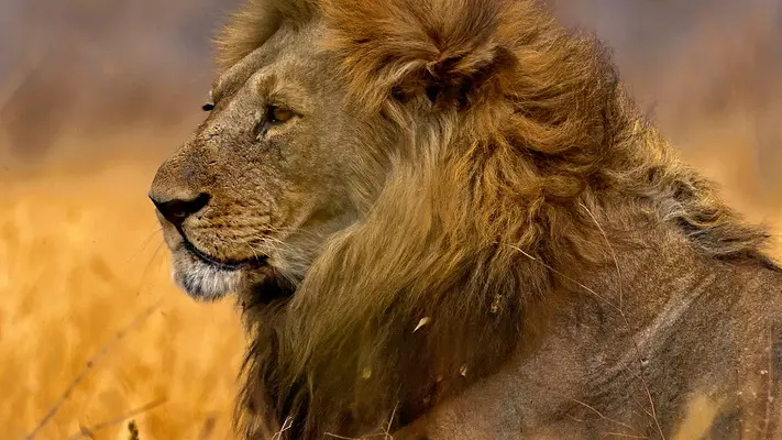 How much does a Botswana safari cost? - African Safaris Ltd