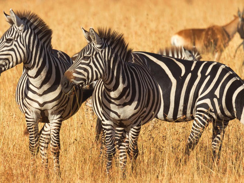 Ol Kinyei Conservancy, Kenya - African Safaris Ltd